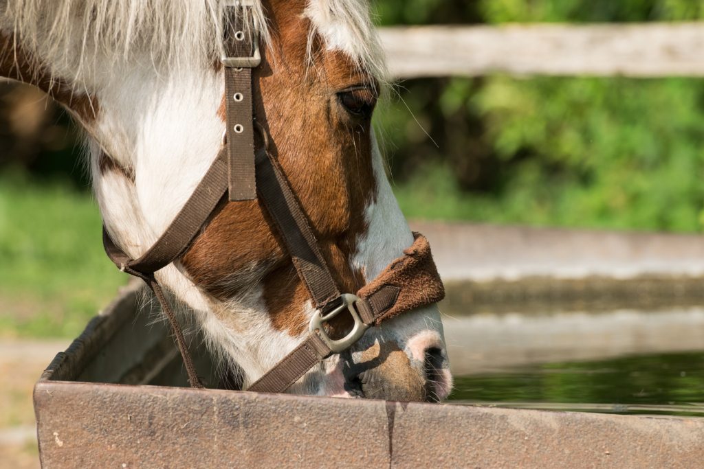 Choosing the Best Automatic Horse Waterer: Top 5 Reviewed - Equineigh