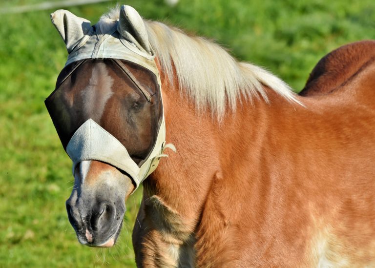 The 3 Best Fly Masks For Horses: Protection Against Flies! - Equineigh