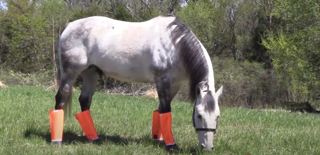The 5 Best Fly Boots For Horses & How to Choose - Equineigh