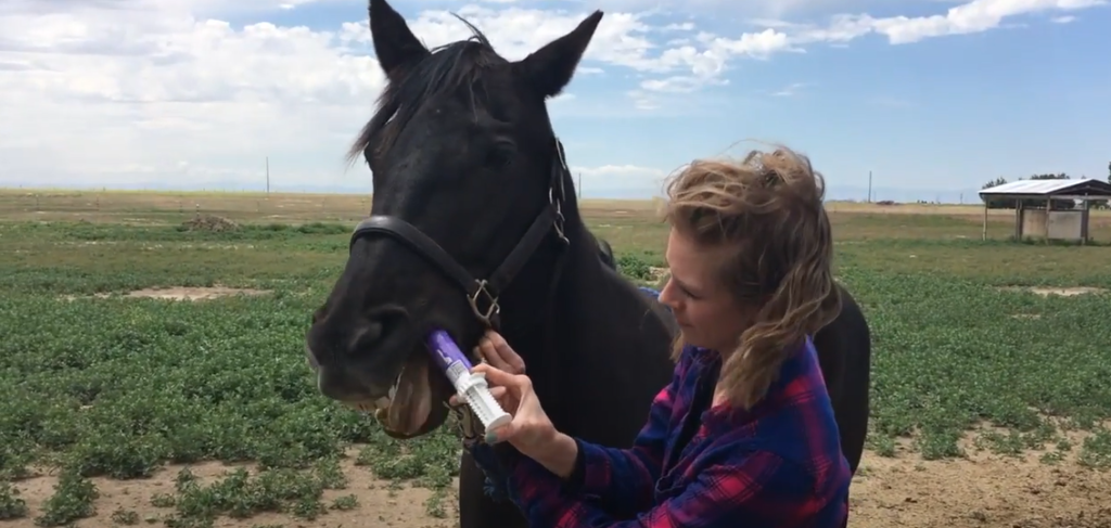 Best Calming Paste For Horses: Equine Calmer Supplements - Equineigh