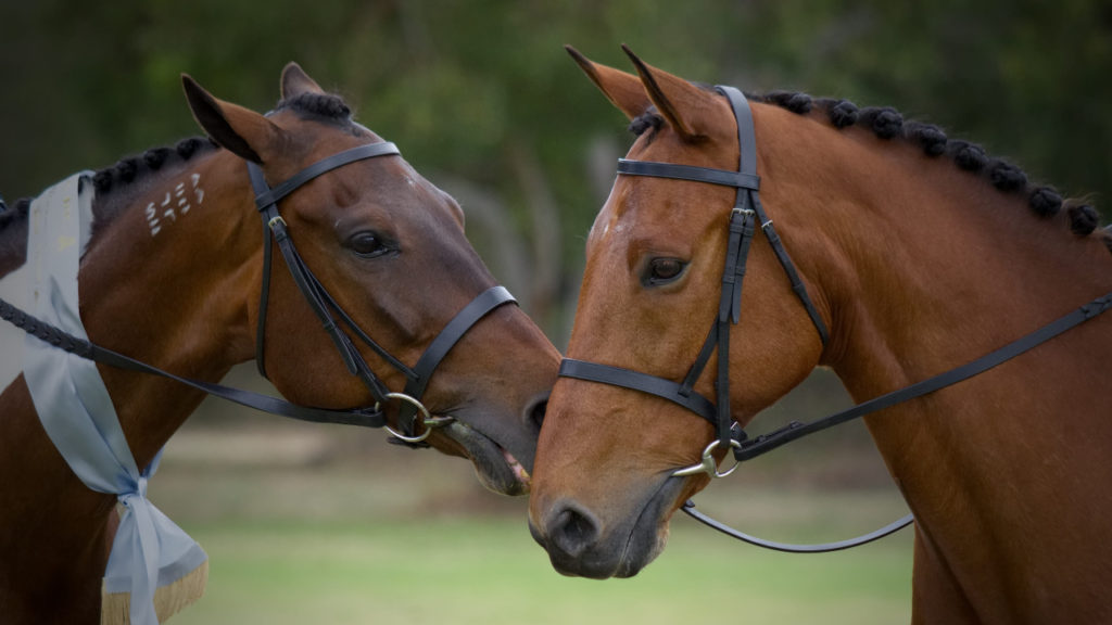 The 9 Fastest Horse Breeds in the World [Quickest in History] - Equineigh