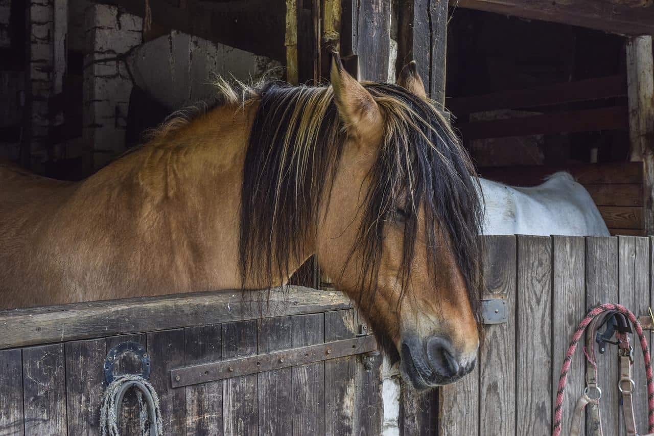 How Do Horses Sleep? [Do They Sleep Standing Up?] - Equineigh