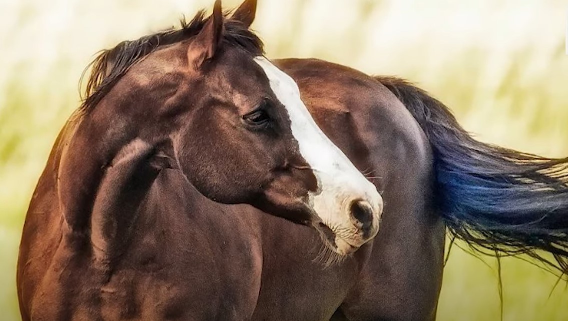 10 Best Barrel Racing Horse Breeds (Quick & Agile) - Equineigh