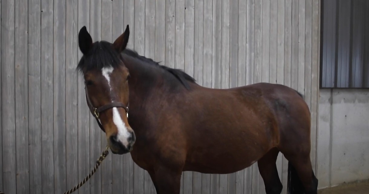 15 Best Dressage Horse Breeds (For All Skill Levels) - Equineigh