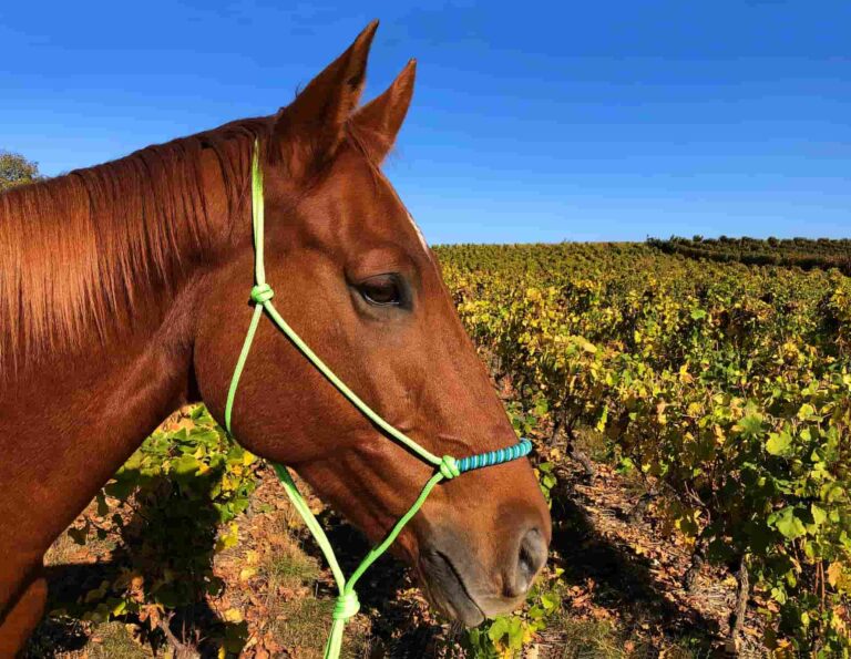 Best Horse Halter [Top 5 Reviewed & Guide] in 2022 - Equineigh
