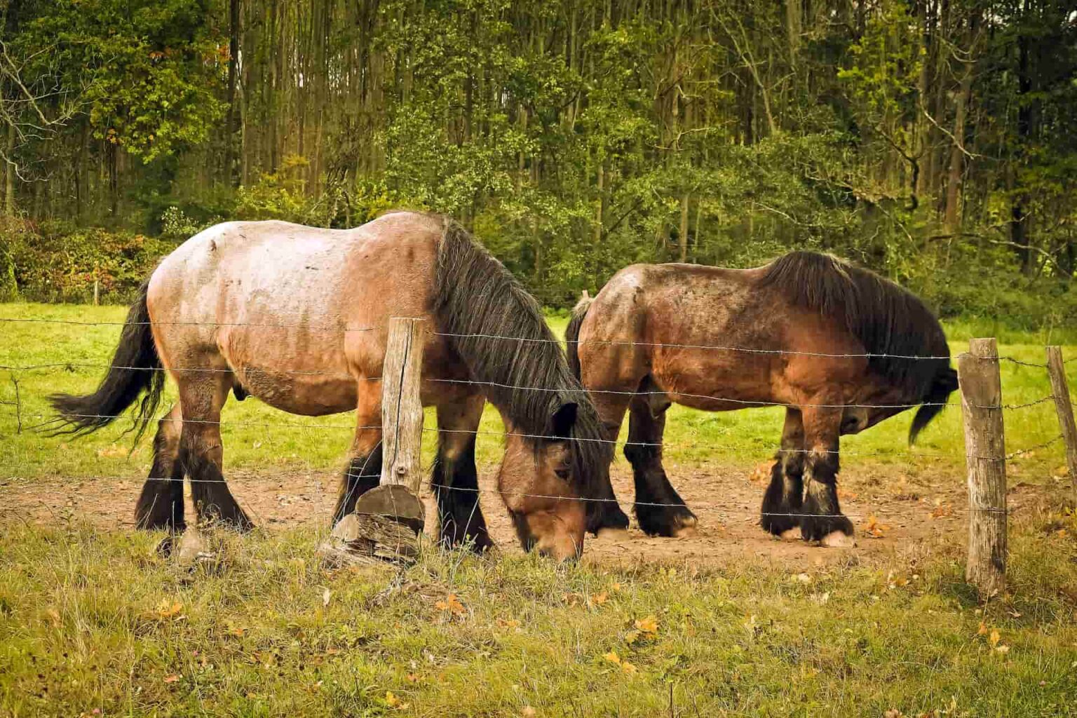 Ardennes Horse: Complete Breed Profile - Equineigh