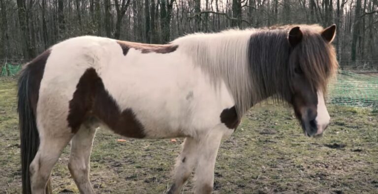 14 German Horse Breeds: Warmbloods & Coldbloods - Equineigh