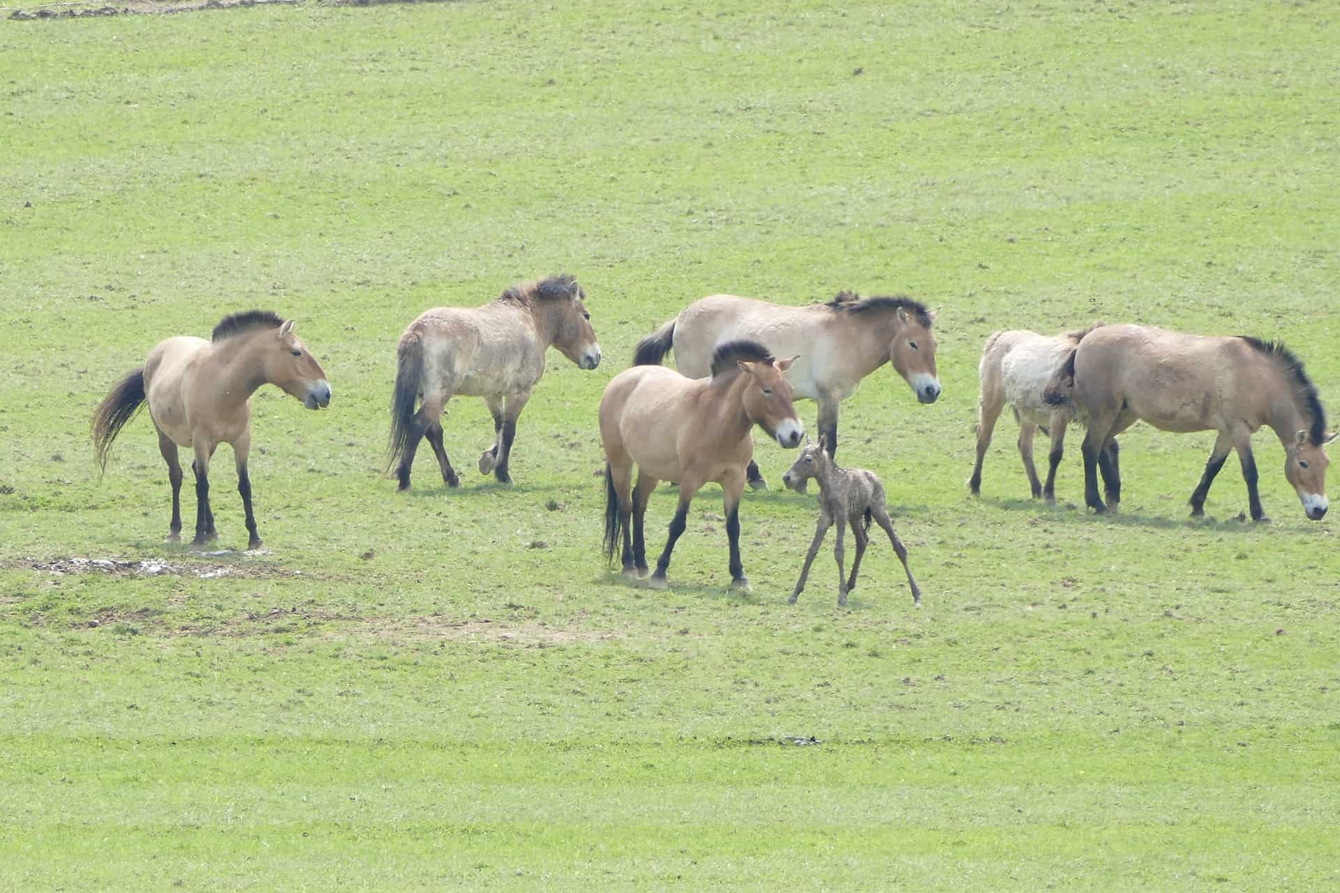 14 French Horse Breeds [Best Horses From France] - Equineigh