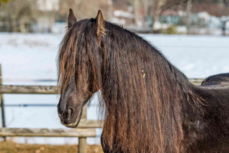 14 German Horse Breeds: Warmbloods & Coldbloods - Equineigh