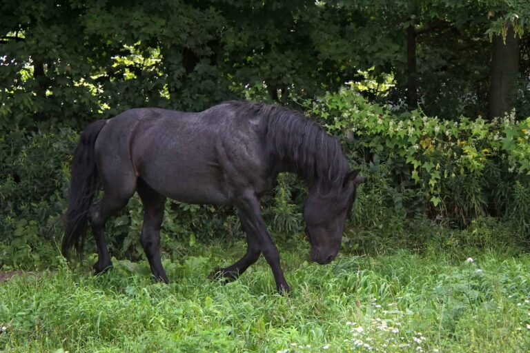 Roan Horses: Everything You Need To Know (+ Pics) - Equineigh
