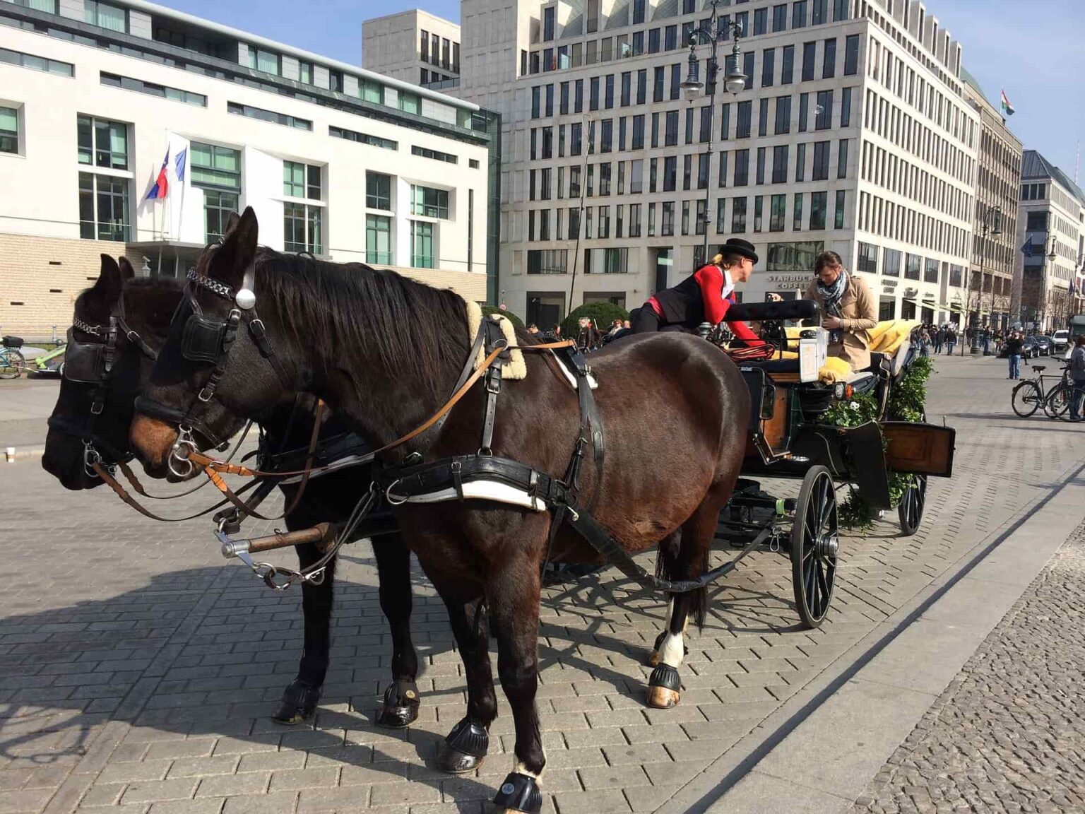 14 German Horse Breeds: Warmbloods & Coldbloods - Equineigh