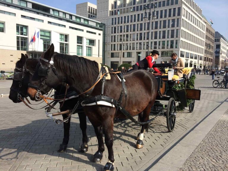 14 German Horse Breeds: Warmbloods & Coldbloods - Equineigh