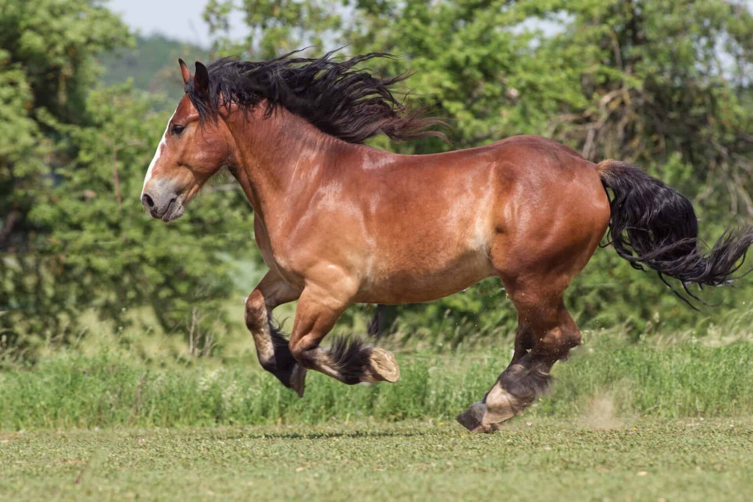 14 French Horse Breeds [Best Horses From France] - Equineigh