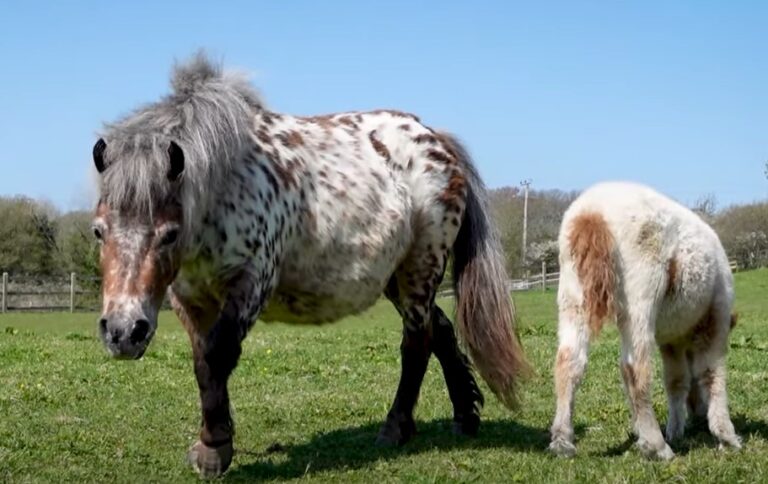 Spotted Horse Breeds: 12 Popular Speckled Breeds - Equineigh