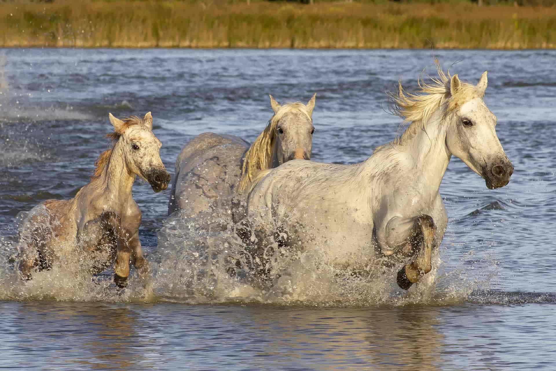14 French Horse Breeds [Best Horses From France] - Equineigh