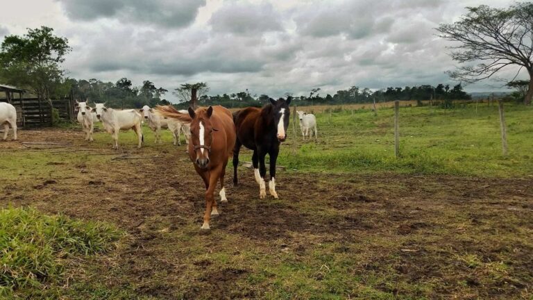 16 Magnificent Italian Horse Breeds [with Pictures] - Equineigh
