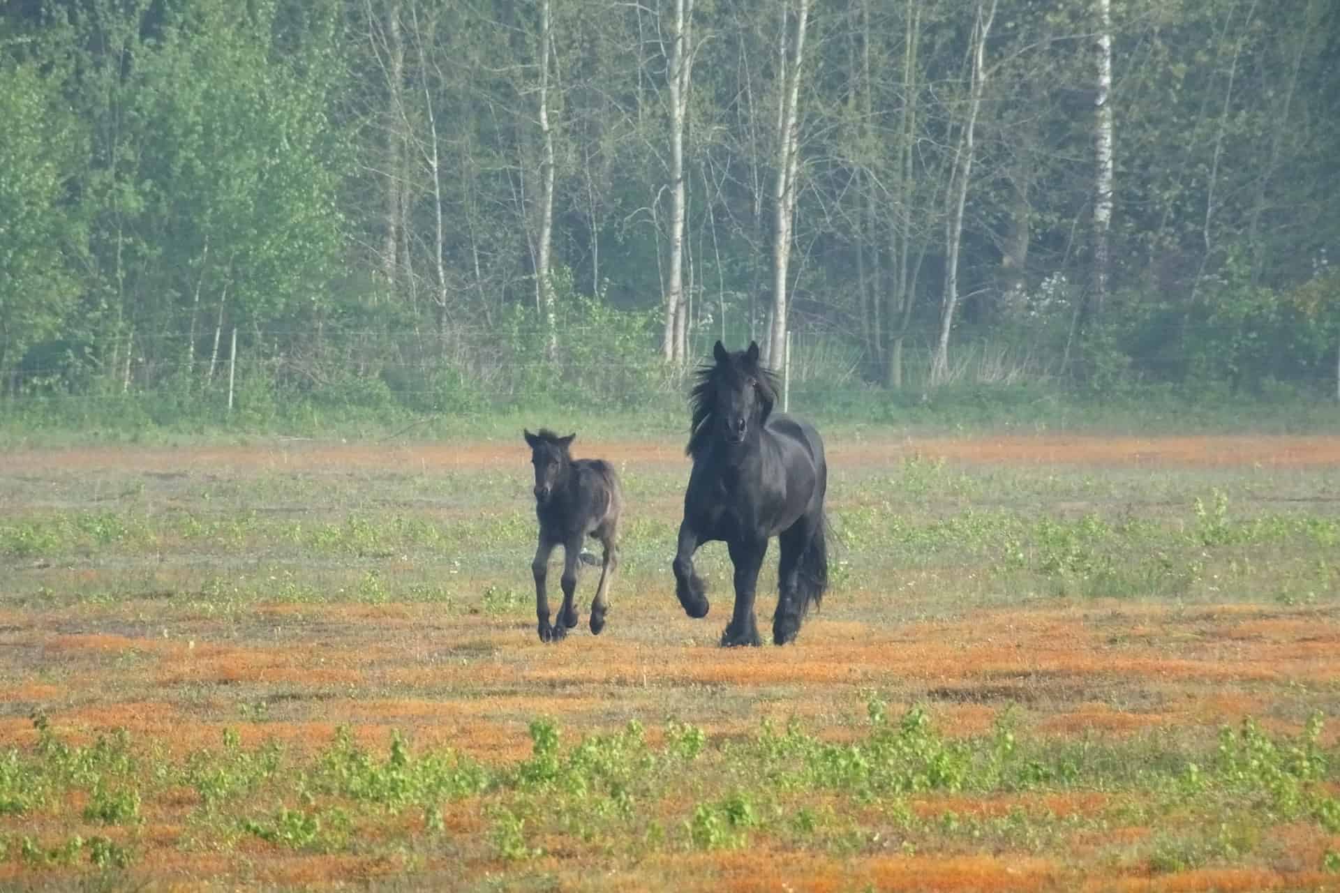 10 Black Horse Breeds [Black Beauties] You Must See - Equineigh