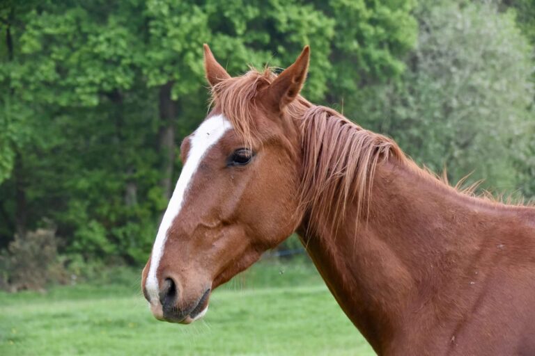 14 French Horse Breeds [Best Horses From France] - Equineigh