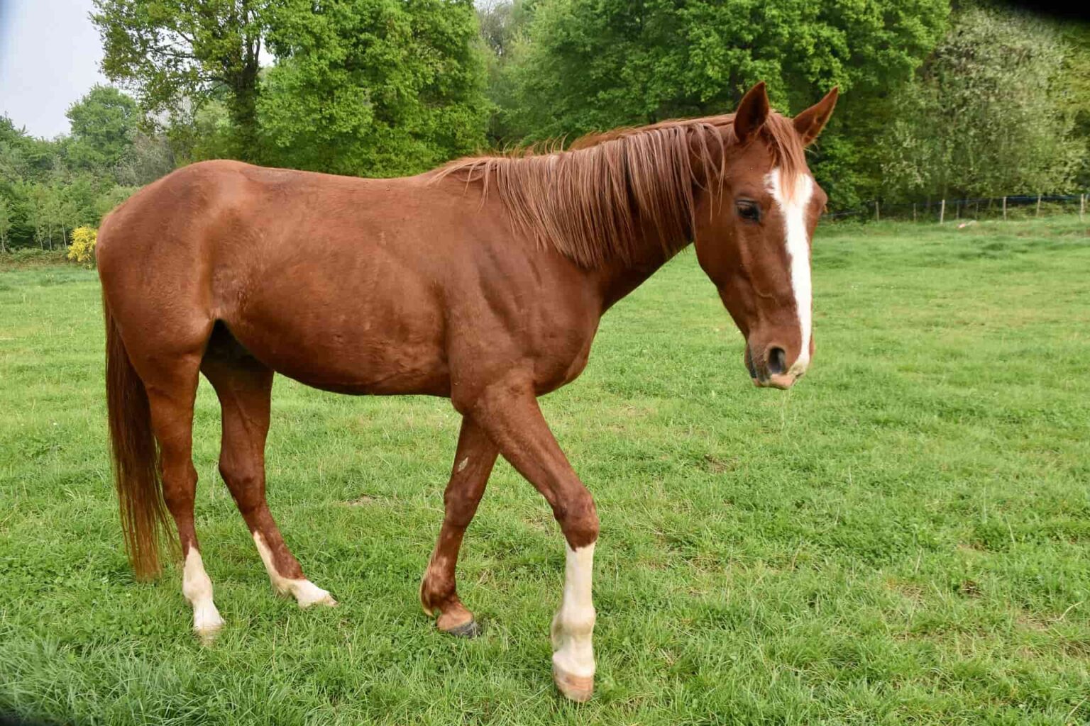 14 French Horse Breeds [Best Horses From France] - Equineigh