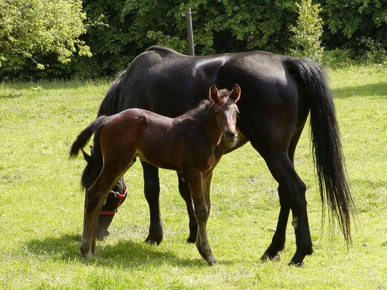 14 German Horse Breeds: Warmbloods & Coldbloods - Equineigh