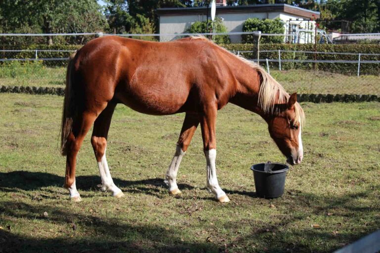 14 German Horse Breeds: Warmbloods & Coldbloods - Equineigh
