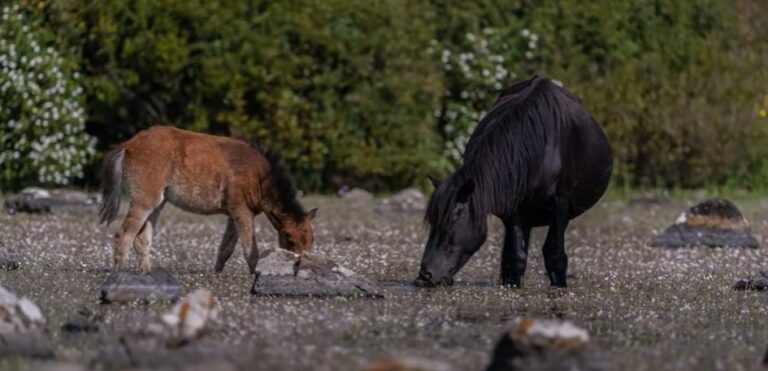 16 Magnificent Italian Horse Breeds [with Pictures] - Equineigh
