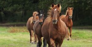 14 French Horse Breeds [Best Horses From France] - Equineigh