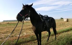 16 Magnificent Italian Horse Breeds [with Pictures] - Equineigh