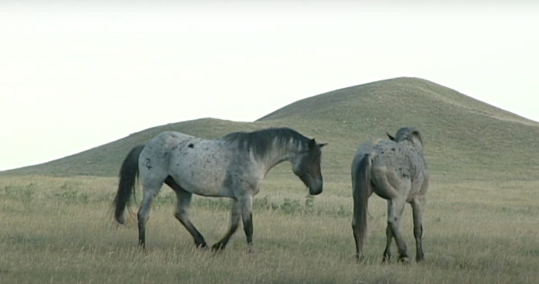 Nokota Horse Breed: Everything You Need to Know - Equineigh