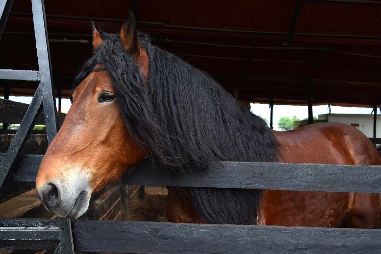 14 French Horse Breeds [Best Horses From France] - Equineigh