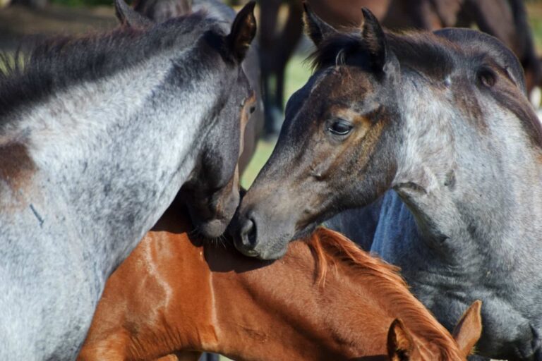 Roan Horses: Everything You Need To Know (+ Pics) - Equineigh