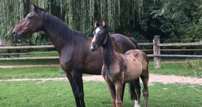 14 French Horse Breeds [Best Horses From France] - Equineigh