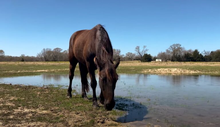 Top 15 Facts About the Tennessee Walking Horse - Equineigh