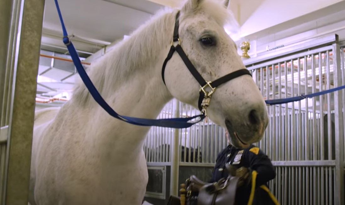 Top 15 Facts About the Tennessee Walking Horse - Equineigh