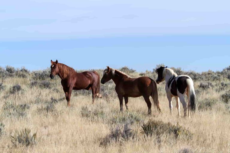 5 Cheapest Horse Breeds: Budget-Friendly [+ Prices] - Equineigh