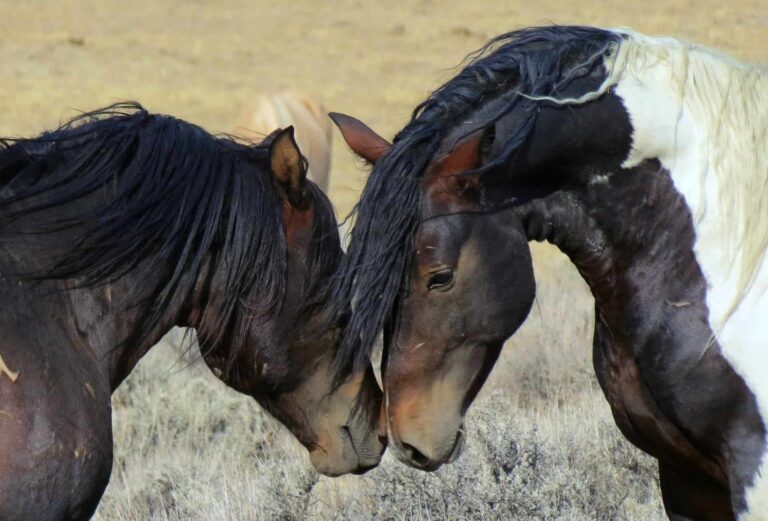 5 Cheapest Horse Breeds: Budget-Friendly [+ Prices] - Equineigh