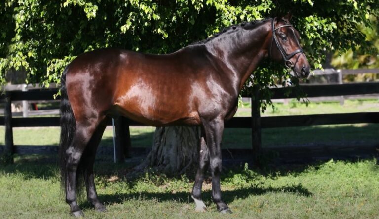 14 German Horse Breeds: Warmbloods & Coldbloods - Equineigh