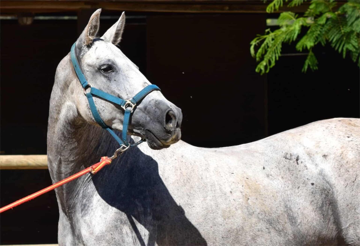 20 Majestic Spanish Horse Breeds - Equineigh