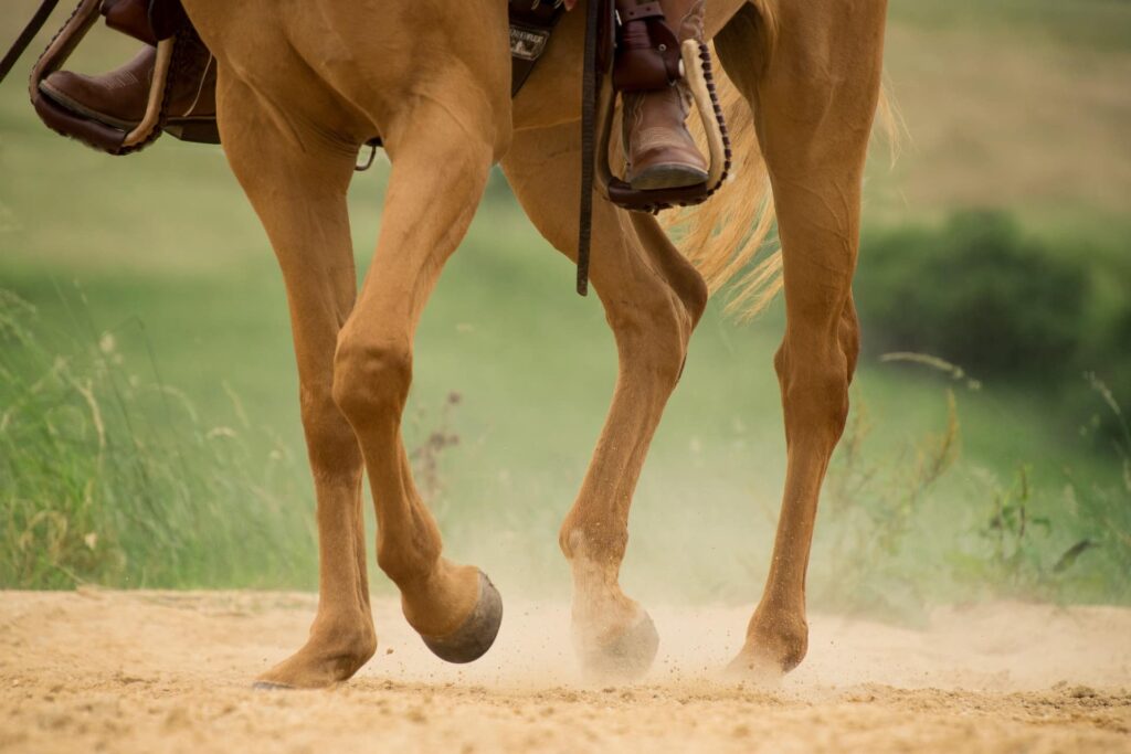 8 Best Joint Supplements For Horses Studies Cited Equineigh