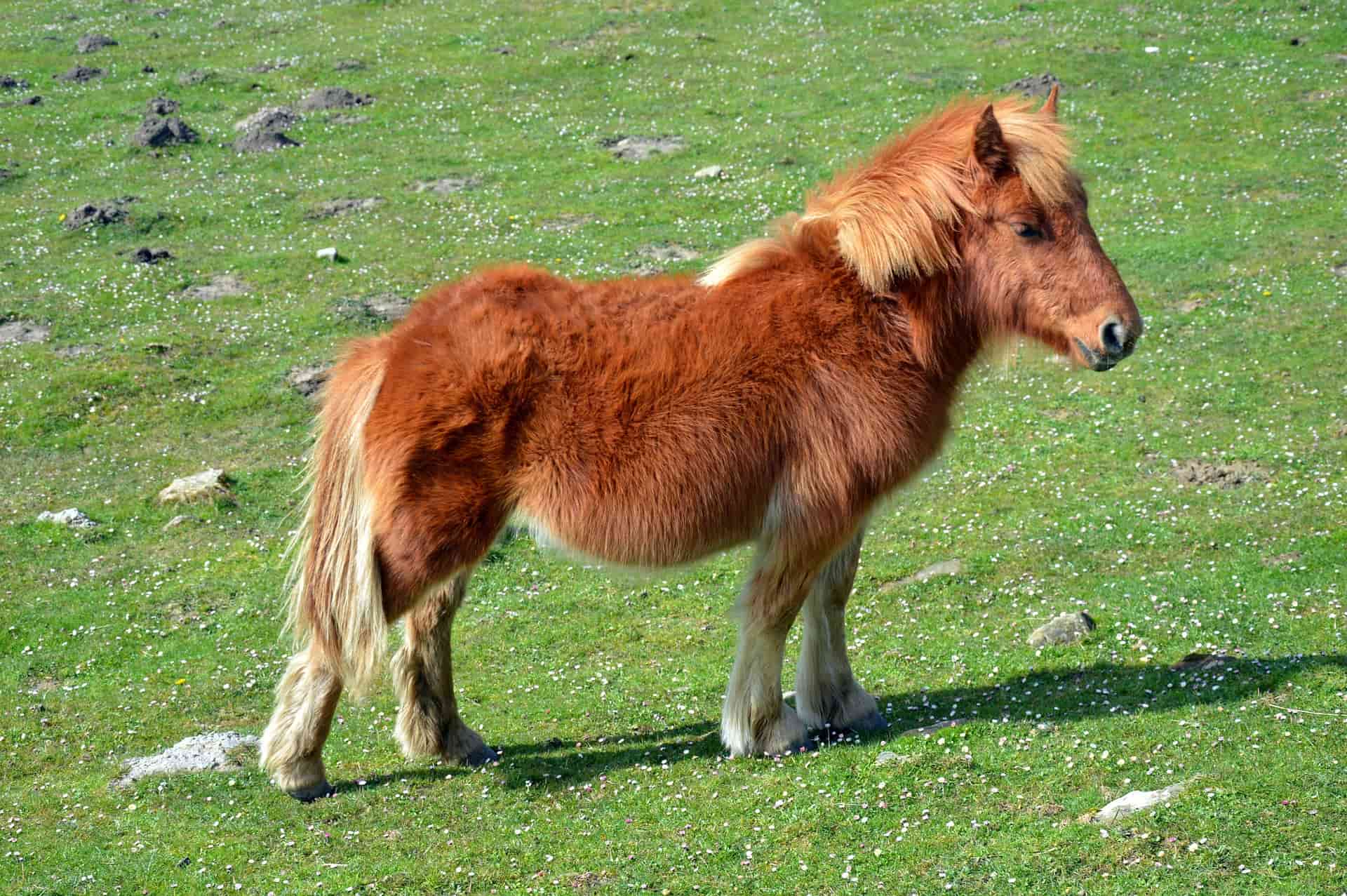 20 Majestic Spanish Horse Breeds - Equineigh