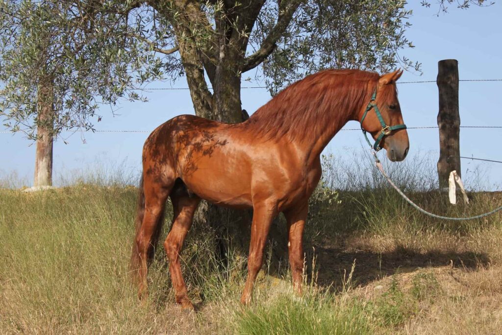14 German Horse Breeds: Warmbloods & Coldbloods - Equineigh